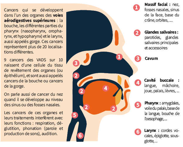 CANCERS DES VADS (ou cancers ORL ou cancers de la tête et du cou ...